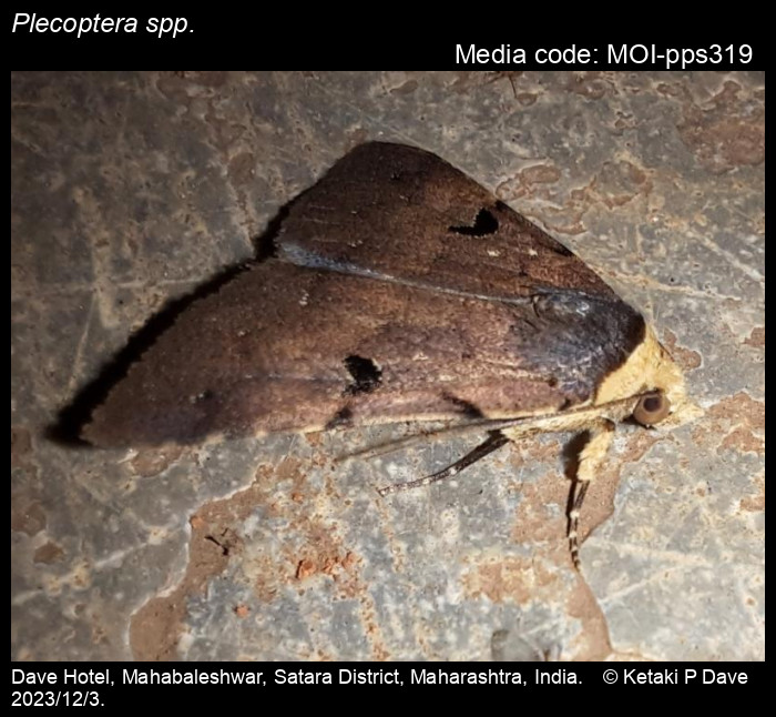 Plecoptera spp. | Moths
